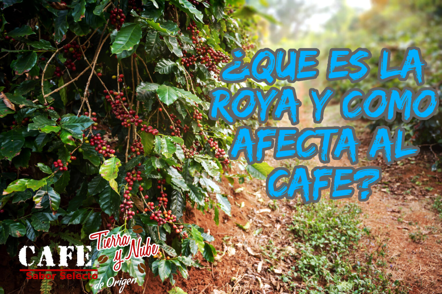 ¿Qué es la roya y como afecta al café? - Café Tierra y Nube